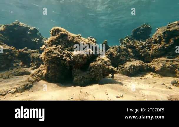 ecological catastrophe of the underwater world. Dead coral reef and no ...