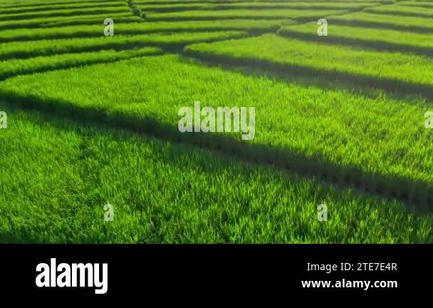 Bright green sun lit rice fields in a beautiful geometric pattern ...