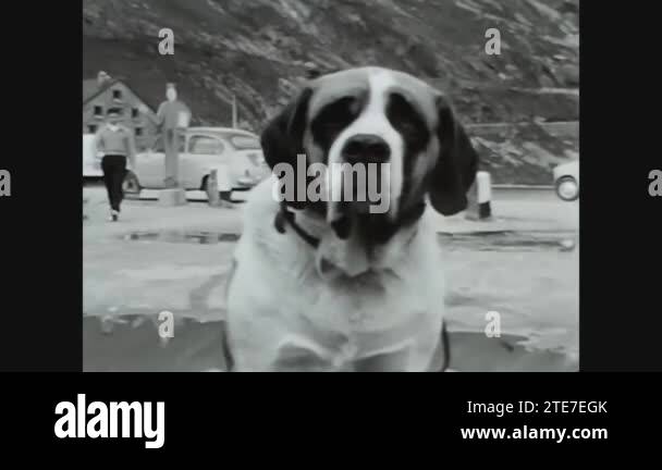 Canino italy Stock Videos & Footage - HD and 4K Video Clips - Alamy