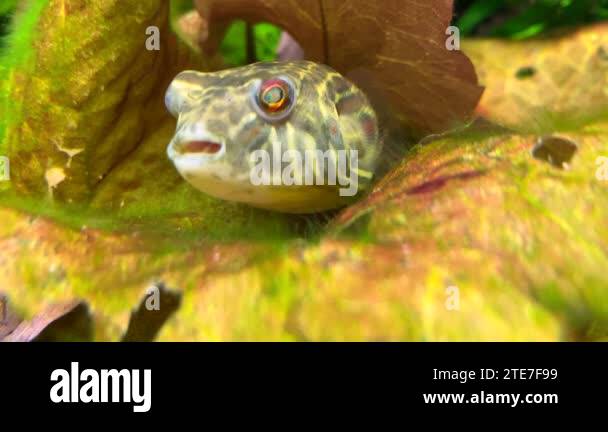 Pufferfish slowly swims between plants leaves. Puffer fish with black ...