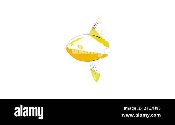Yellow marine fish icon Stock Videos & Footage - HD and 4K Video Clips ...