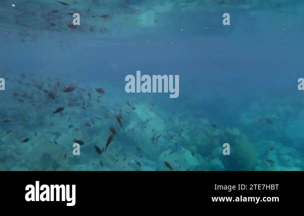 4K.Damselfish and puffer fish underwater in sea.Lagocephalus sceleratus ...