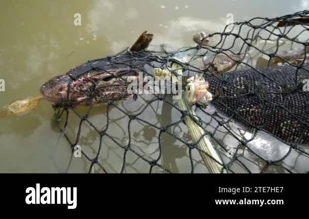Close up the face of monitor lizard in crab trap Stock Video Footage ...