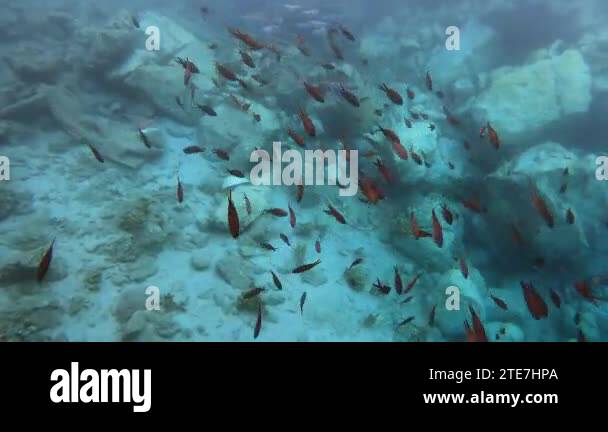 4K.Damselfish and puffer fish underwater in sea.Lagocephalus sceleratus ...