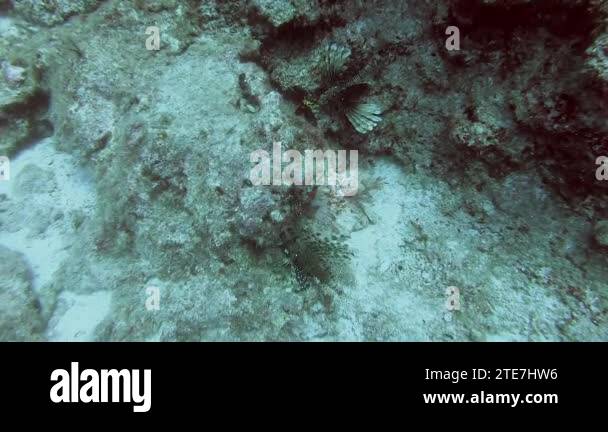 Lionfish pterois is a venomous marine fish.Also called firefish ...