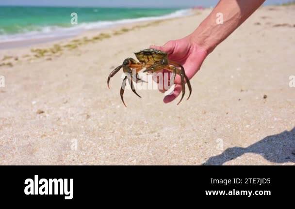 A huge dark live crab in a man's hand. Crab caught in the Black Sea ...