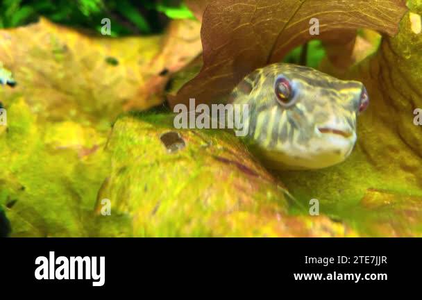 Pufferfish slowly swims between plants leaves. Puffer fish with black ...