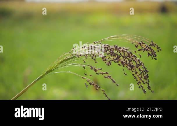 Growing proso millet in agriculture. Plant of Panicum Miliaceum ...