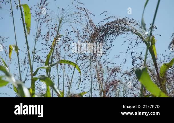 Growing proso millet in agriculture. Plant of Panicum Miliaceum ...