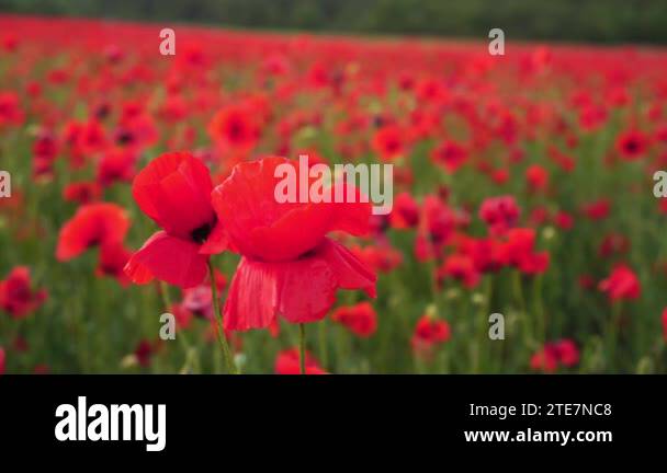 Poppy remembrance flower field Stock Videos & Footage - HD and 4K Video ...