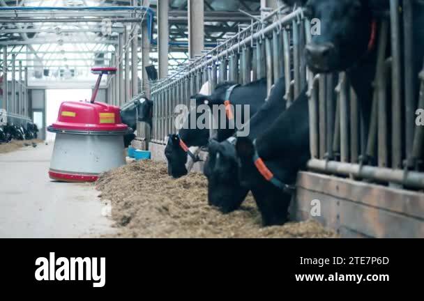 Dairy cows feed fence Stock Videos & Footage - HD and 4K Video Clips ...