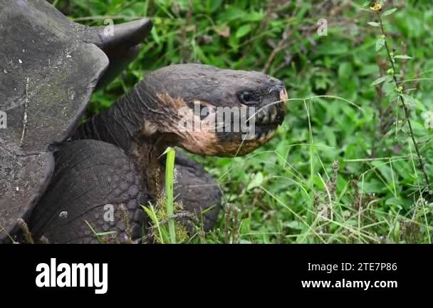 Jungle tortoise Stock Videos & Footage - HD and 4K Video Clips - Alamy