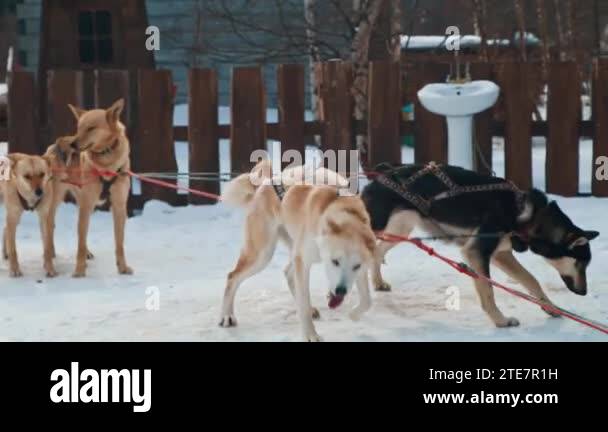 Sled dogs in sled breathe heavily with tongues sticking out and wallow ...