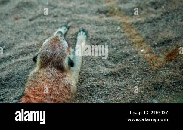 A family of African Suricate in their habitat dig into a squeeze and ...