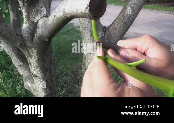 Grafting and budding of branches of woody plants for plant propagation ...