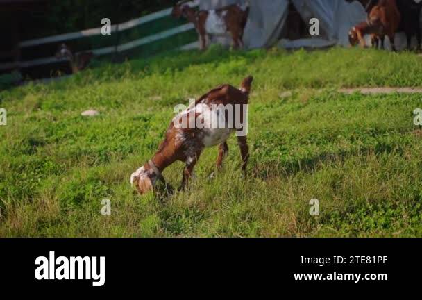 Boer goat milk Stock Videos & Footage - HD and 4K Video Clips - Alamy