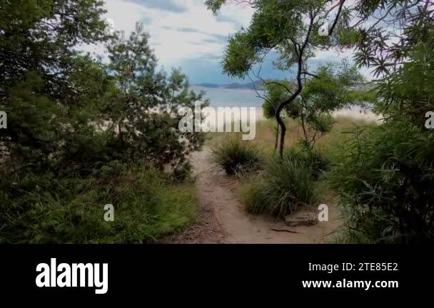 View through bush vegetation Stock Videos & Footage - HD and 4K Video ...