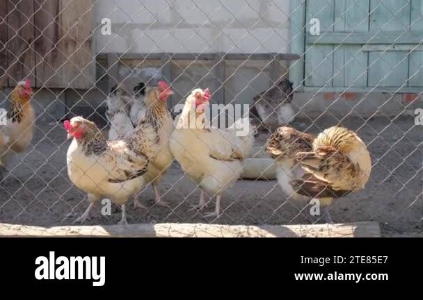 Chickens and a rooster dig the ground in search of food on a farm ...