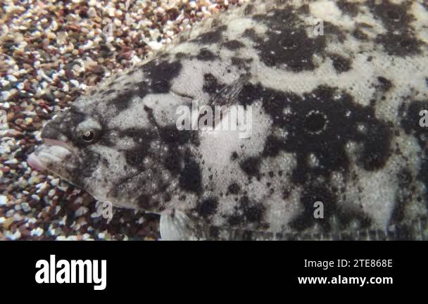 Flounder Flat Fish at the bottom of ocean - the most unusual vertebrate ...