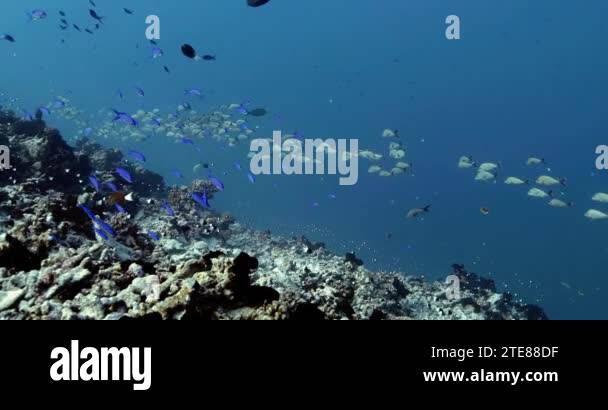Shoal of fish in the Pacific Ocean. Underwater marine life with ...
