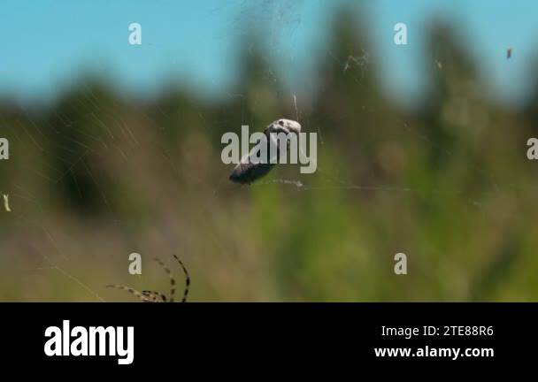 Blue legged spider Stock Videos & Footage - HD and 4K Video Clips - Alamy