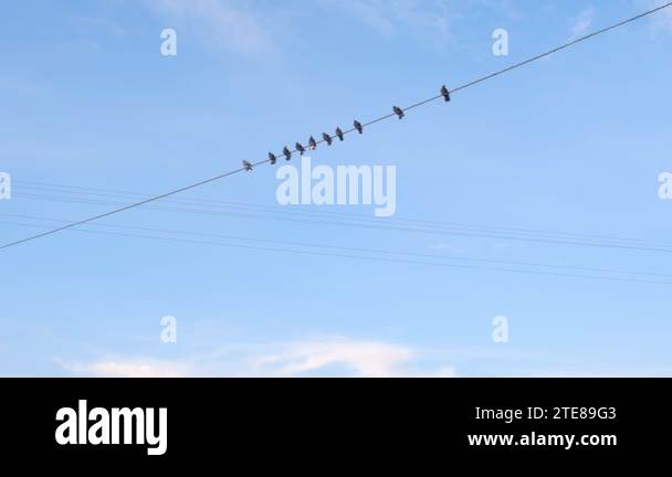 pigeons sitting on electrical wires and waving their tails. slow motion ...