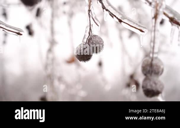 Frozen branches in ice icicles. Climatic icing. winter iced frozen ...