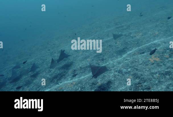Spotted Eagle Ray in the Pacific Ocean. Underwater life with shoal of ...