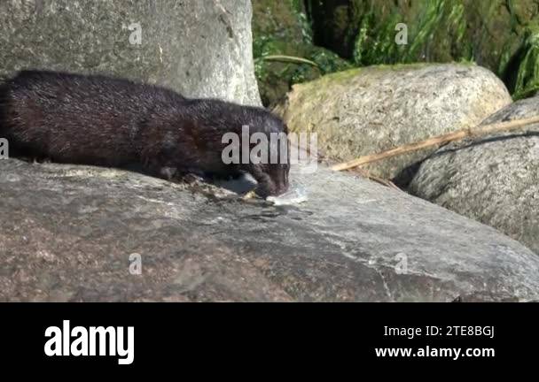 Animal eating fish Stock Videos & Footage - HD and 4K Video Clips - Alamy
