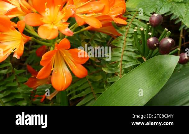 Natal bush kafir lily flower, California, USA. Clivia miniata orange ...