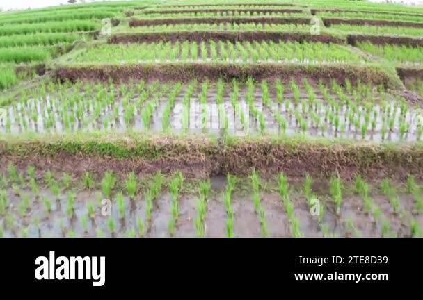 Close-up of a drone flight over rice terraces with young green rice ...