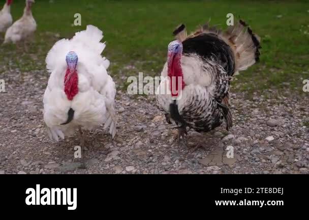 White and black turkeys simultaneously give voice, turkeys make sounds ...