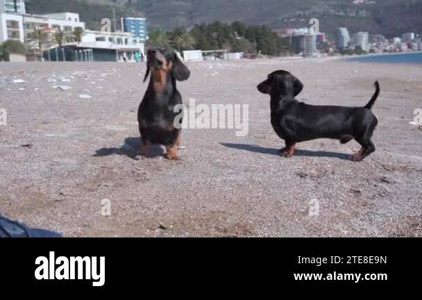 Two dachshund dogs walk on a sunny day on the beach of the sea, bark at ...