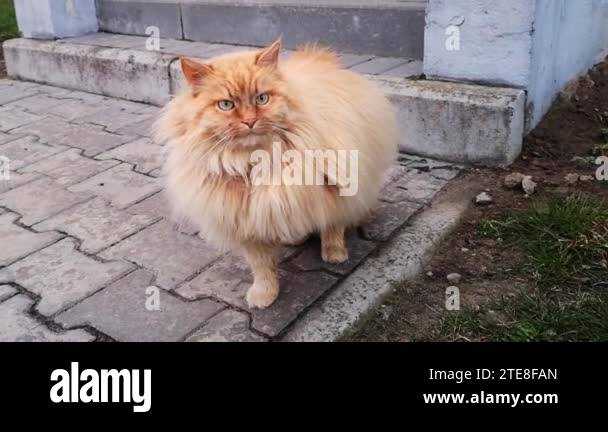 A huge fluffy red cat looks around with apprehension. Big green eyes ...