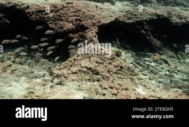 Maori snapper fishs in the Pacific Ocean. Underwater life with shoal of ...