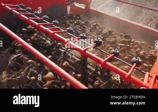 potato harvesting. potato harvester. close-up. mechanized process of ...