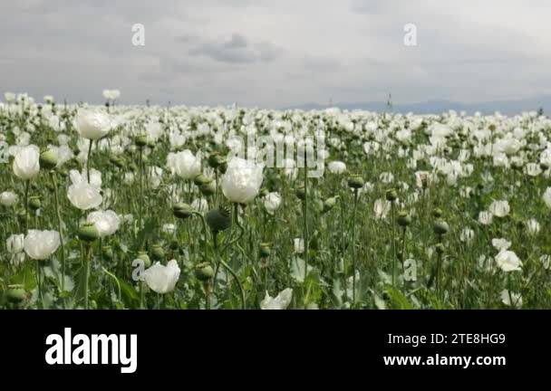 Opium farm green leaf Stock Videos & Footage - HD and 4K Video Clips ...