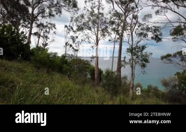 beautiful scenery of the Pacific Ocean and thick native vegetation shot ...