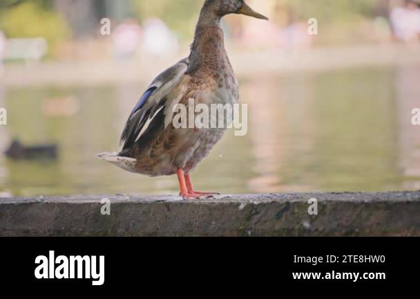 Mallard duck flapping wings Stock Videos & Footage - HD and 4K Video ...