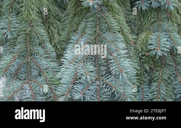 Blue pine tree Stock Videos & Footage - HD and 4K Video Clips - Alamy