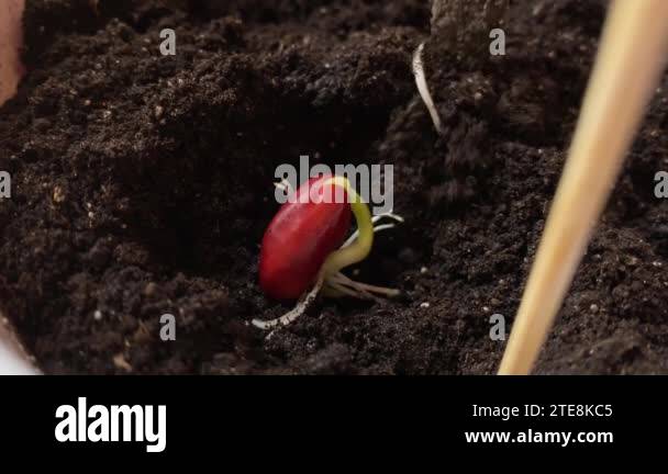Process of planting sprouted red bean seed in the soil Stock Video ...