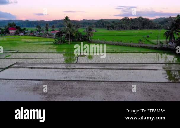 Rice field agriculture in Bohol, Philippines. Beautiful green rice farm ...