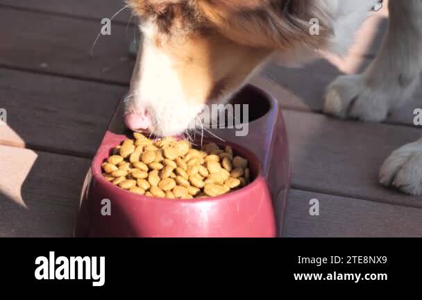 Dog granules Stock Videos & Footage - HD and 4K Video Clips - Alamy