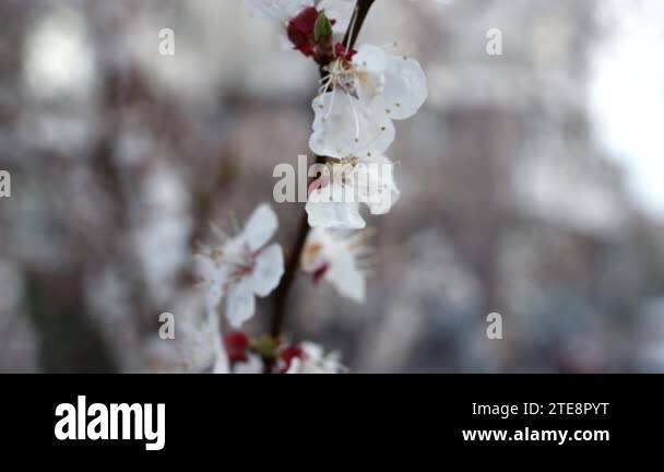 One cherry tree Stock Videos & Footage - HD and 4K Video Clips - Alamy