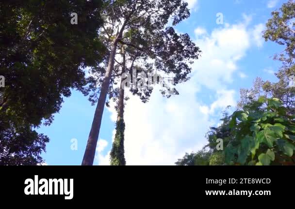 Tall mountain forest trees Stock Videos & Footage - HD and 4K Video ...