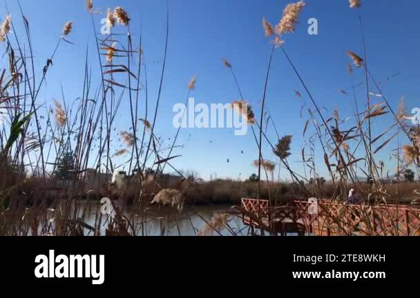 Flocking gulls Stock Videos & Footage - HD and 4K Video Clips - Alamy