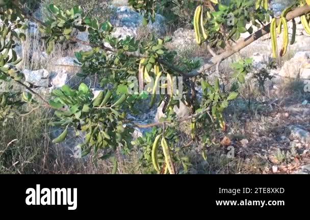 Locust bean pod tree Stock Videos & Footage - HD and 4K Video Clips - Alamy