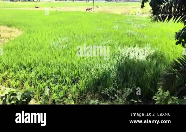 Making paddy field Stock Videos & Footage - HD and 4K Video Clips - Alamy