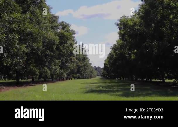 Trees in a straight line Stock Videos & Footage - HD and 4K Video Clips ...