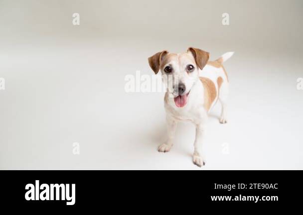Tail re growth Stock Videos & Footage - HD and 4K Video Clips - Alamy